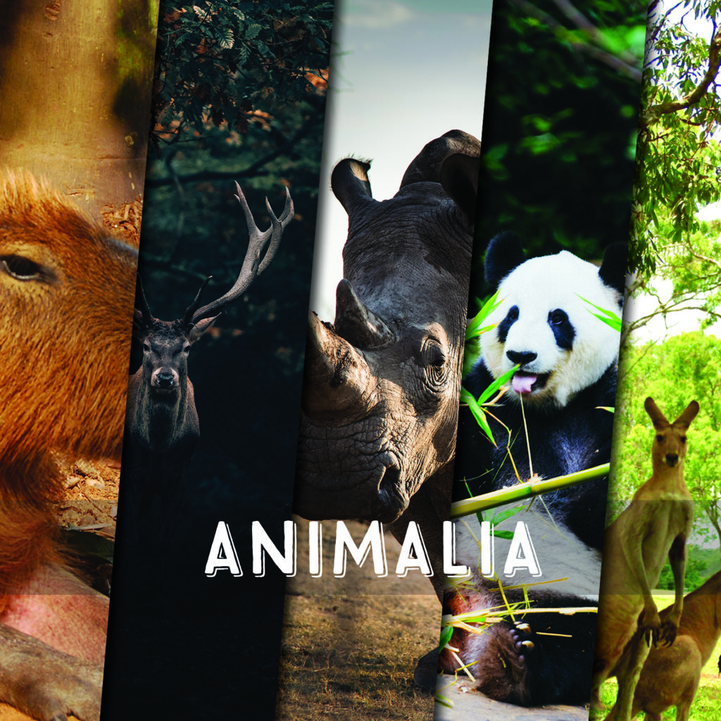 Animalia - Gaia Boardgame
